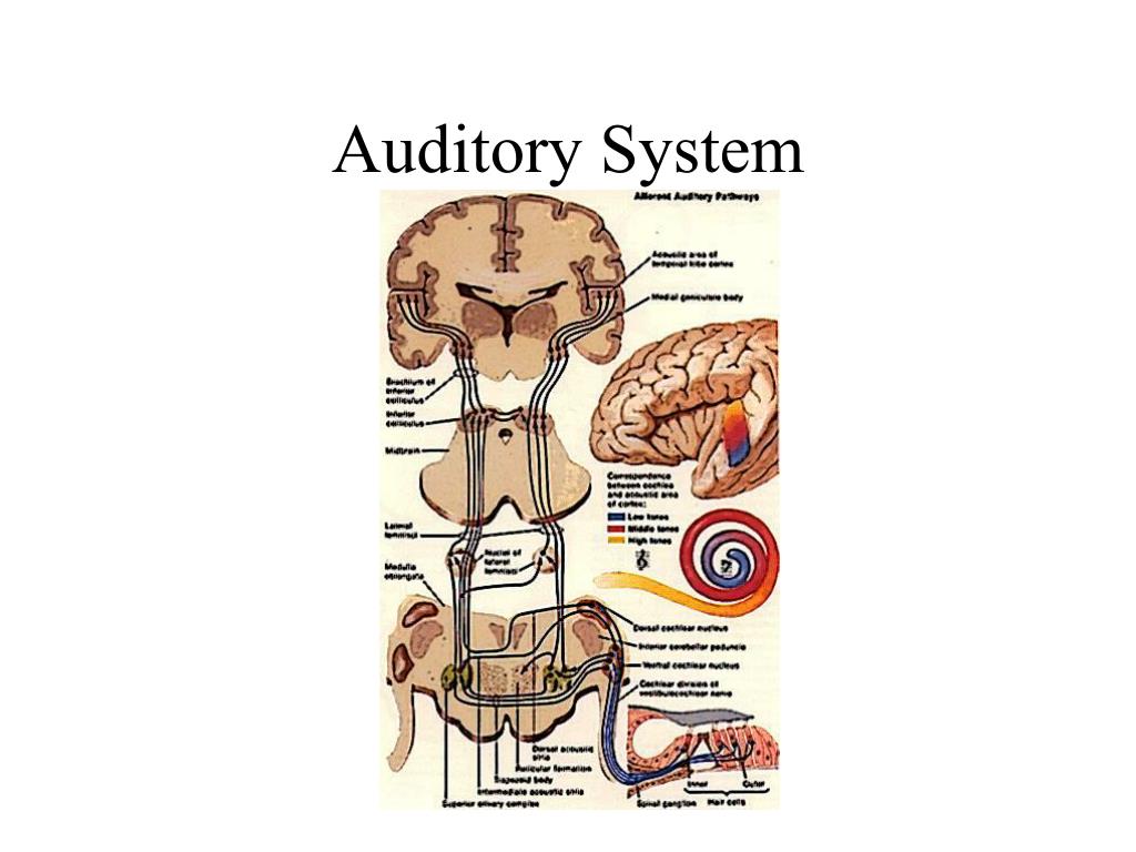 PPT - Auditory System PowerPoint Presentation, free download - ID:3414473