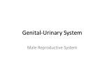 PPT - MALE GENITAL SYSTEM PowerPoint Presentation, free download - ID ...