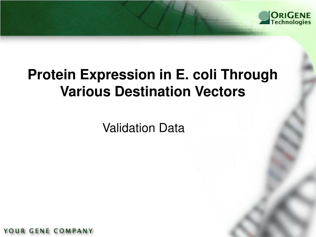 PPT - Protein Expression in E. coli Through Various Destination Vectors ...