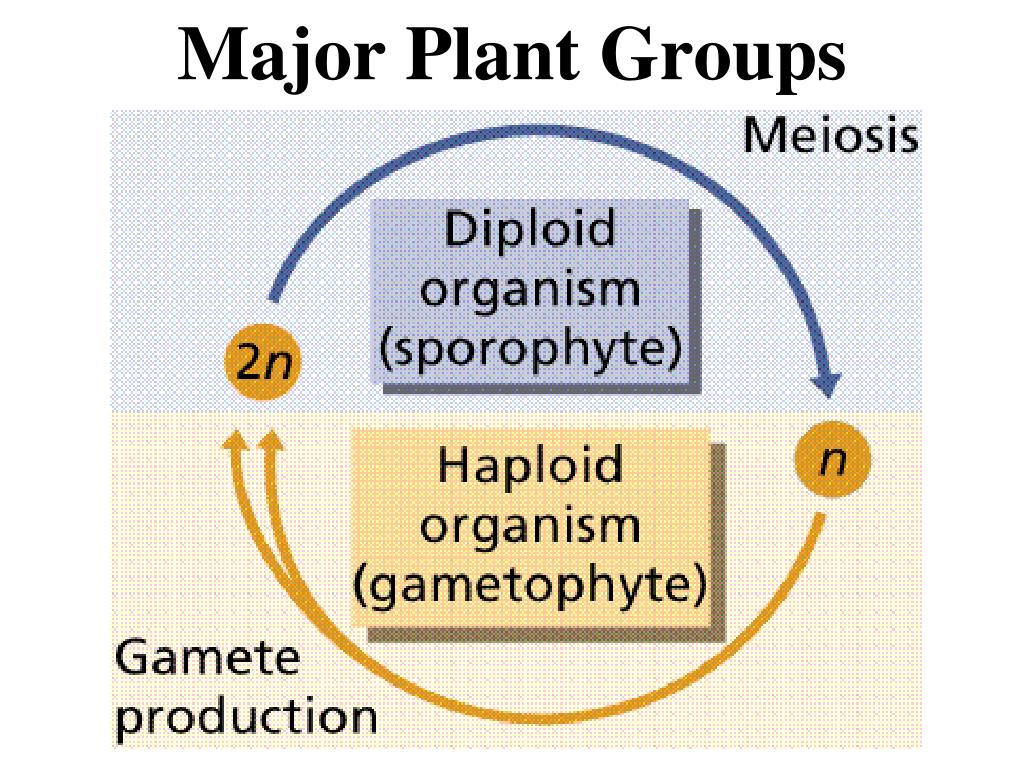 PPT - Major Plant Groups PowerPoint Presentation, free download - ID ...