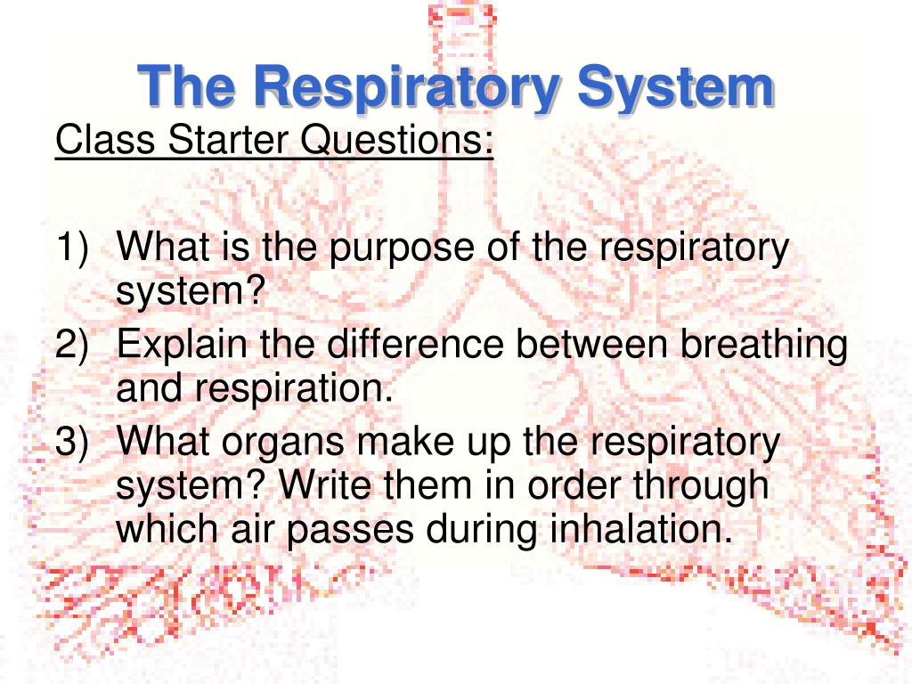 PPT - The Respiratory System PowerPoint Presentation, free download ...