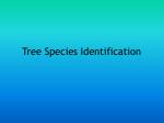 PPT - Tree Identification PowerPoint Presentation, free download - ID ...