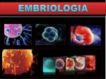 PPT - EMBRIOLOGIA PowerPoint Presentation, free download - ID:6066644