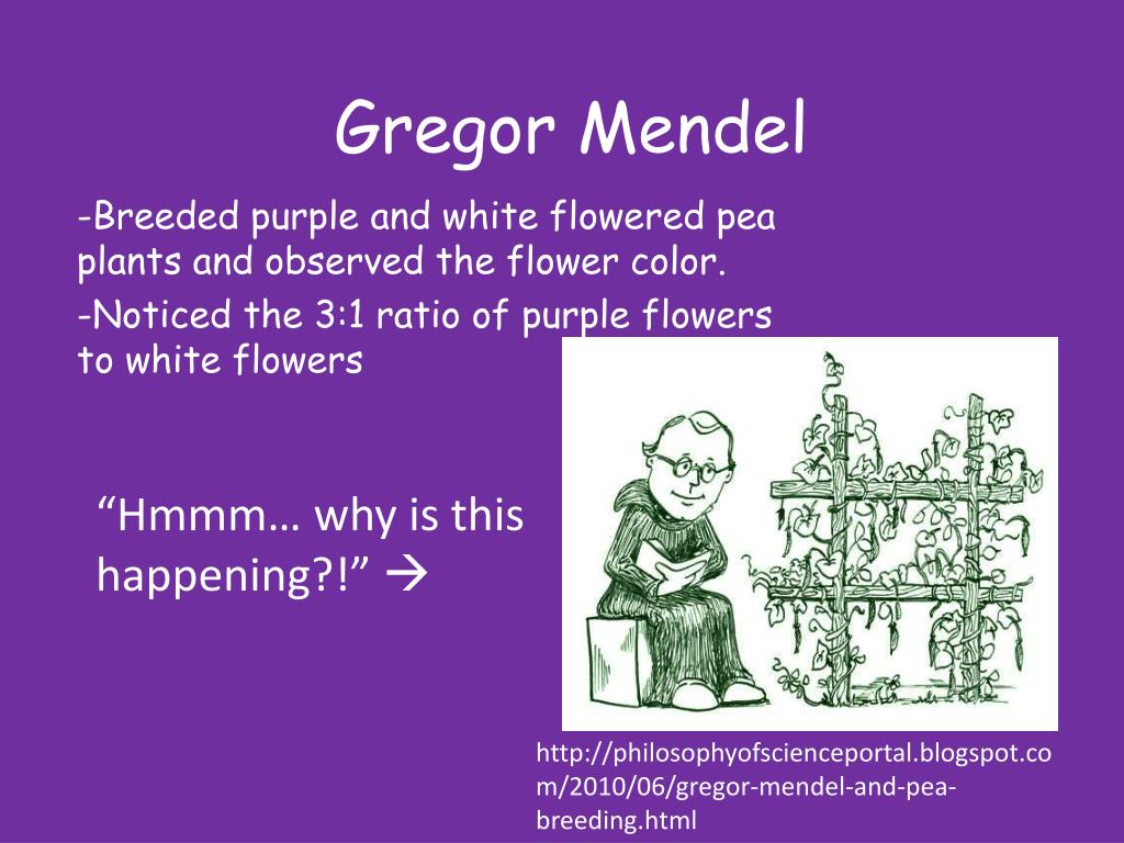 PPT - Gregor Mendel PowerPoint Presentation, free download - ID:3469729