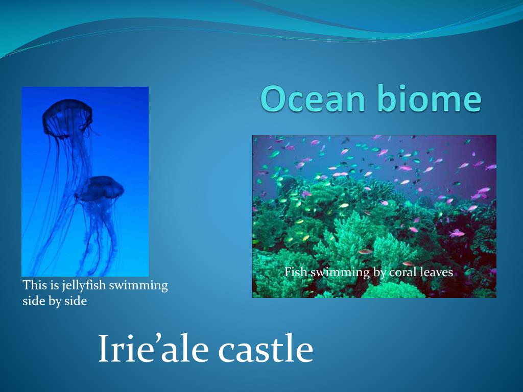 PPT - Ocean biome PowerPoint Presentation, free download - ID:3472056