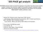PPT - SDS-PAGE PowerPoint Presentation, free download - ID:1282532