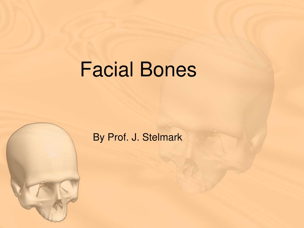 PPT - Facial Bones PowerPoint Presentation, free download - ID:3478309
