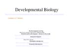 PPT - Developmental Biology PowerPoint Presentation, free download - ID ...