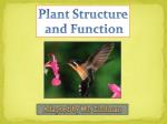 PPT - Cortical Structure and Function PowerPoint Presentation, free ...