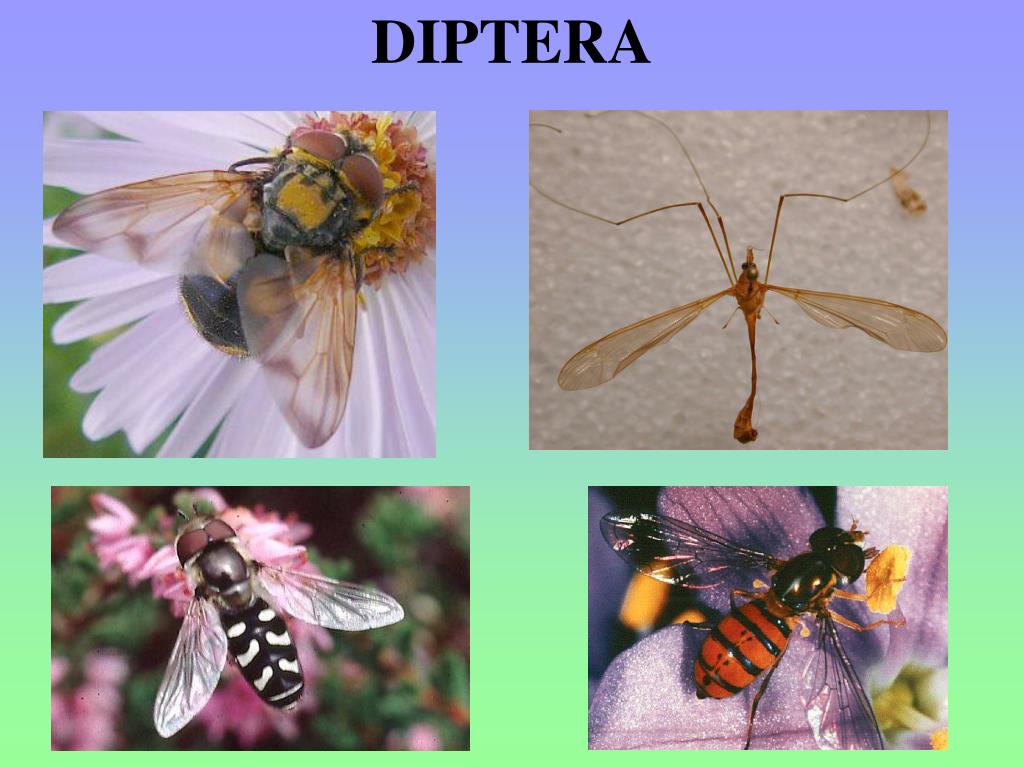 PPT - DIPTERA PowerPoint Presentation, free download - ID:3513806