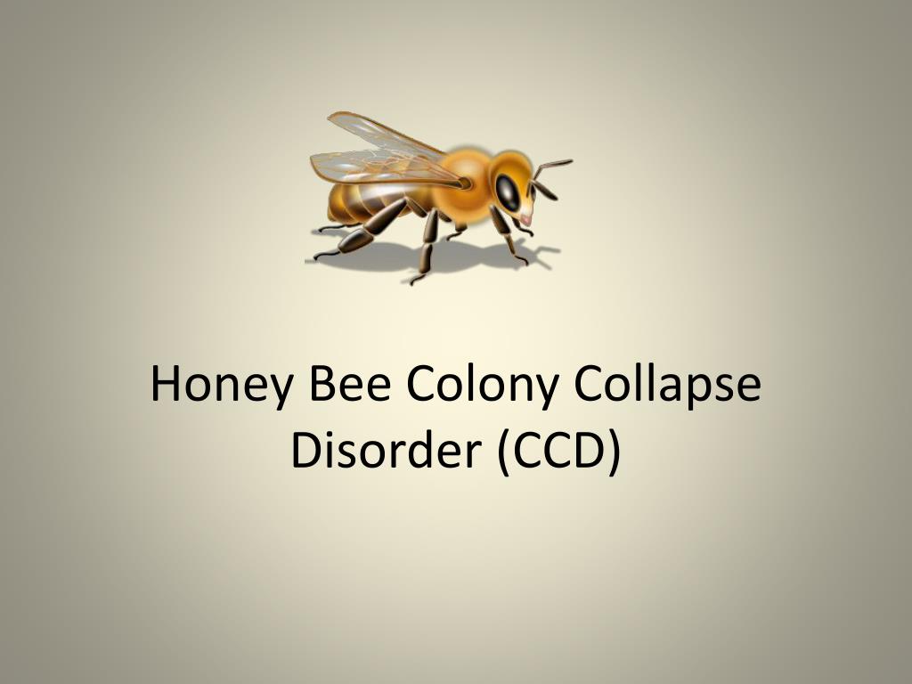 PPT - Honey Bee Colony Collapse Disorder (CCD) PowerPoint Presentation ...