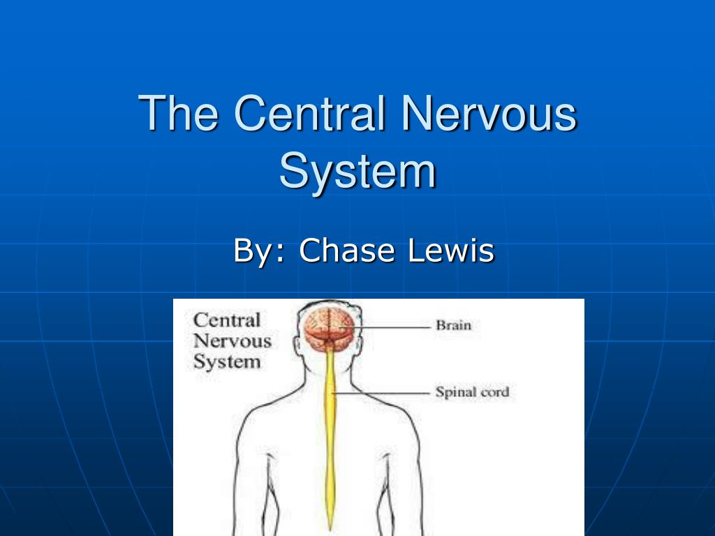 PPT - The Central Nervous System PowerPoint Presentation, free download ...
