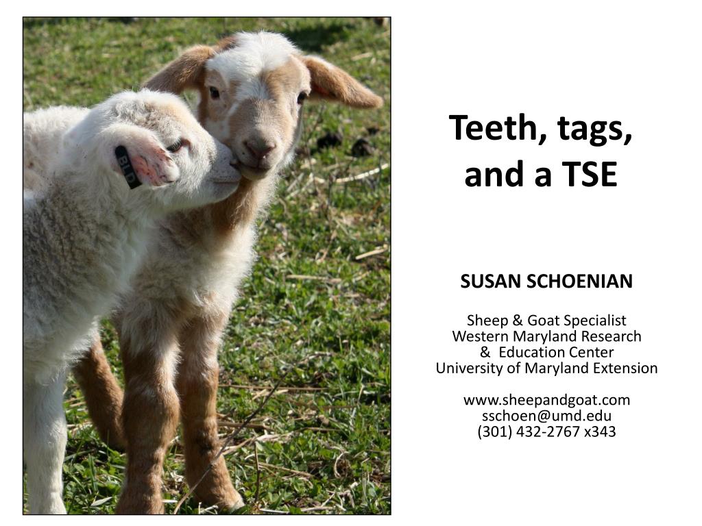PPT - Teeth, tags, and a TSE PowerPoint Presentation, free download ...
