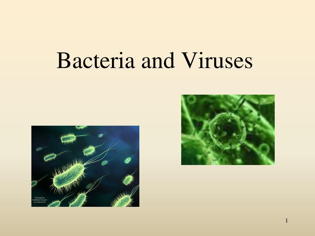PPT - Bacteria and Viruses PowerPoint Presentation, free download - ID ...