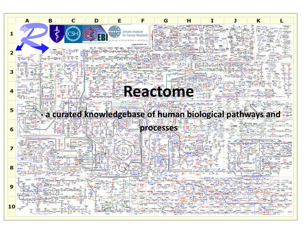 PPT - Reactome: A Comprehensive Knowledgebase of Human Biological ...