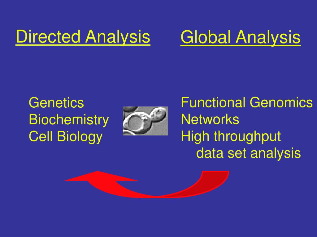 PPT - Directed Analysis PowerPoint Presentation, free download - ID:3530659