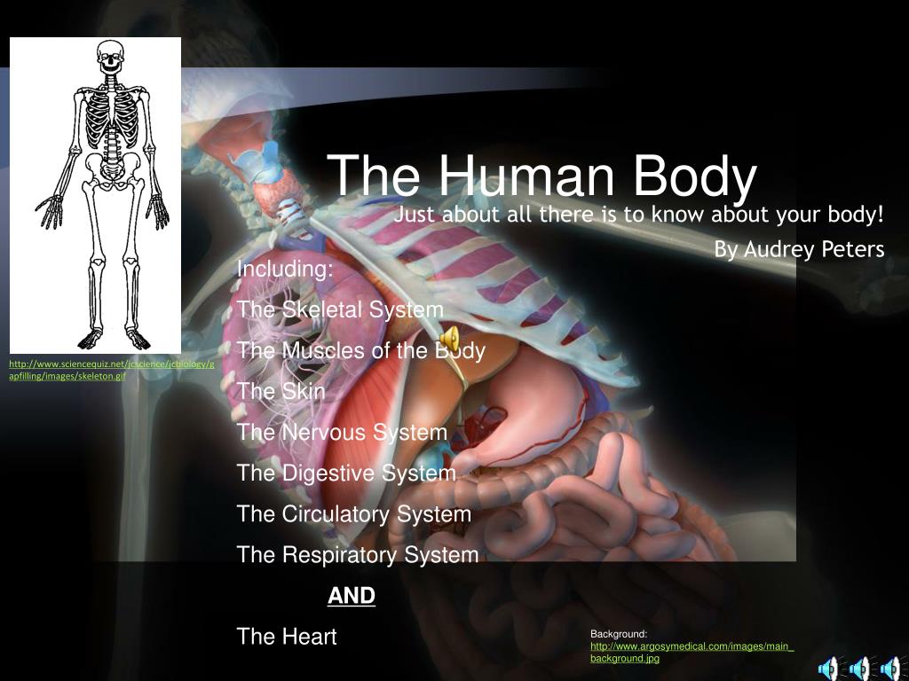 PPT - The Human Body PowerPoint Presentation, free download - ID:3530663