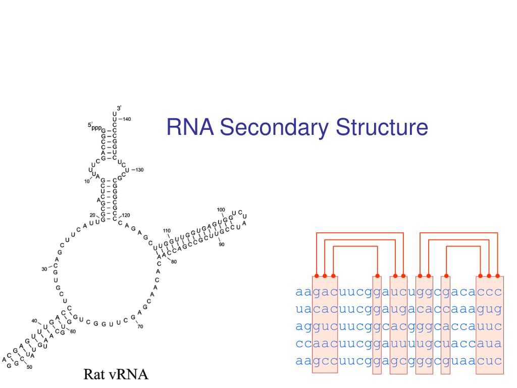 PPT - RNA Secondary Structure PowerPoint Presentation, free download ...