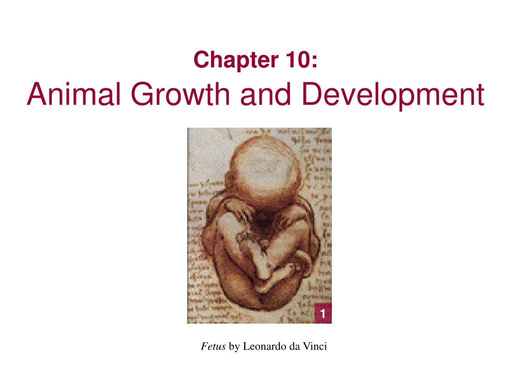 PPT - Chapter 10: Animal Growth and Development PowerPoint Presentation ...