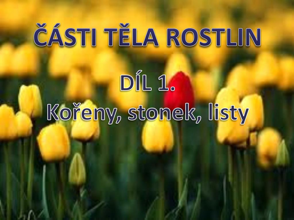 PPT - ČÁSTI TĚLA ROSTLIN PowerPoint Presentation, free download - ID ...