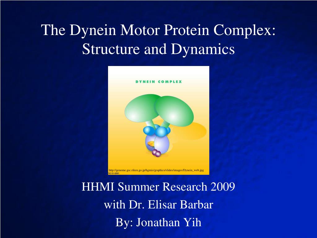 PPT - The Dynein Motor Protein Complex: Structure and Dynamics ...