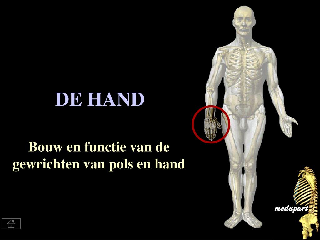 PPT - DE HAND PowerPoint Presentation, free download - ID:3556697