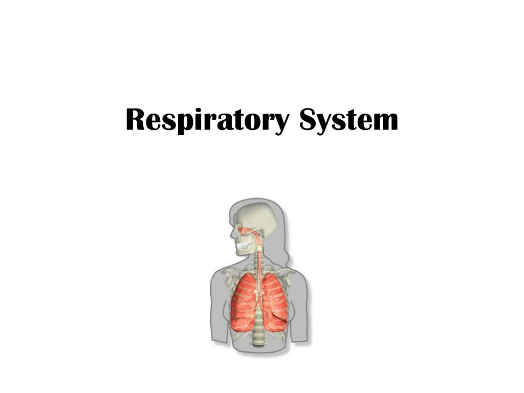 PPT - Respiratory System PowerPoint Presentation, free download - ID ...