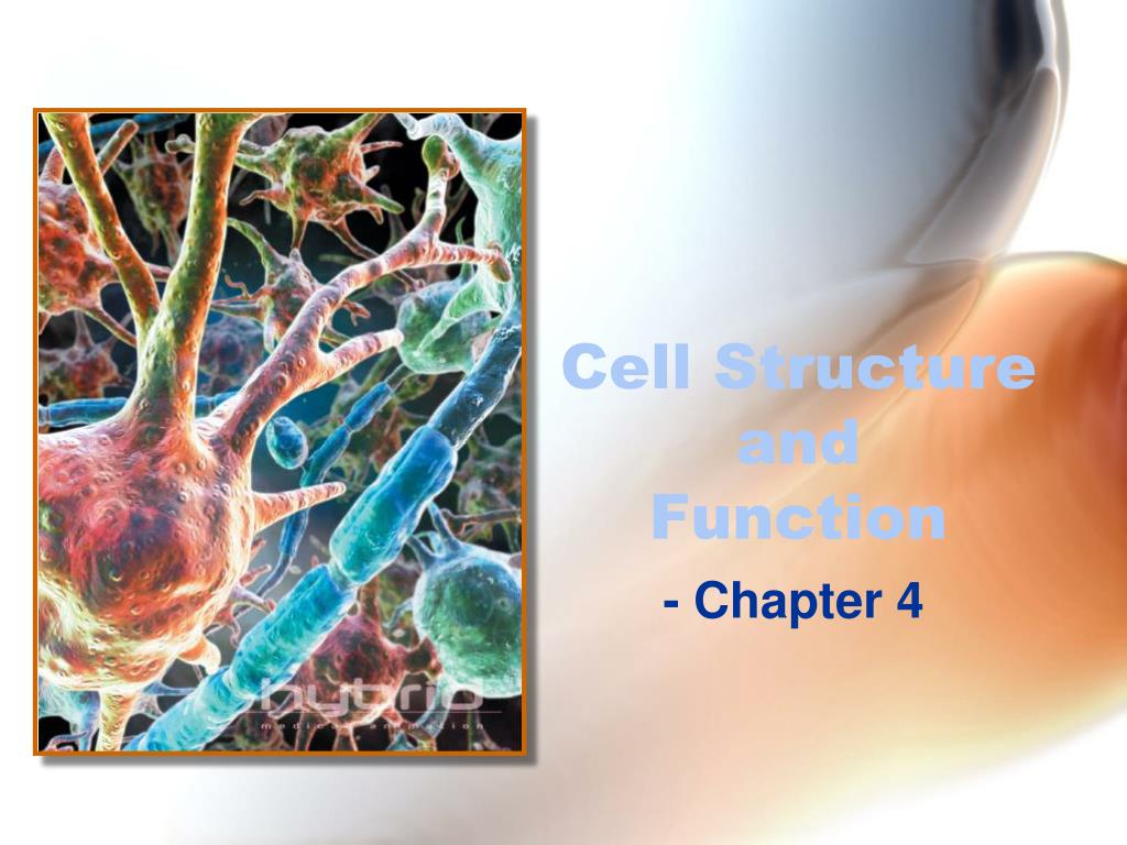 PPT - Cell Structure and Function PowerPoint Presentation, free ...