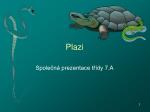 PPT - Plazi PowerPoint Presentation, free download - ID:6167005