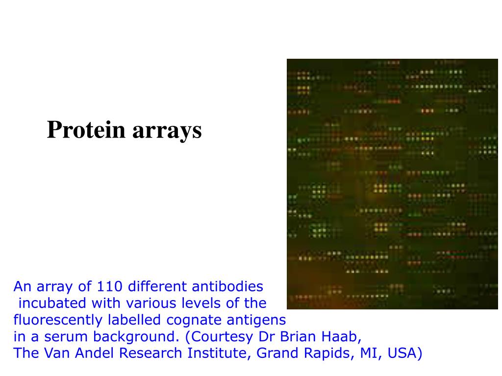 PPT - Protein arrays PowerPoint Presentation, free download - ID:3564085