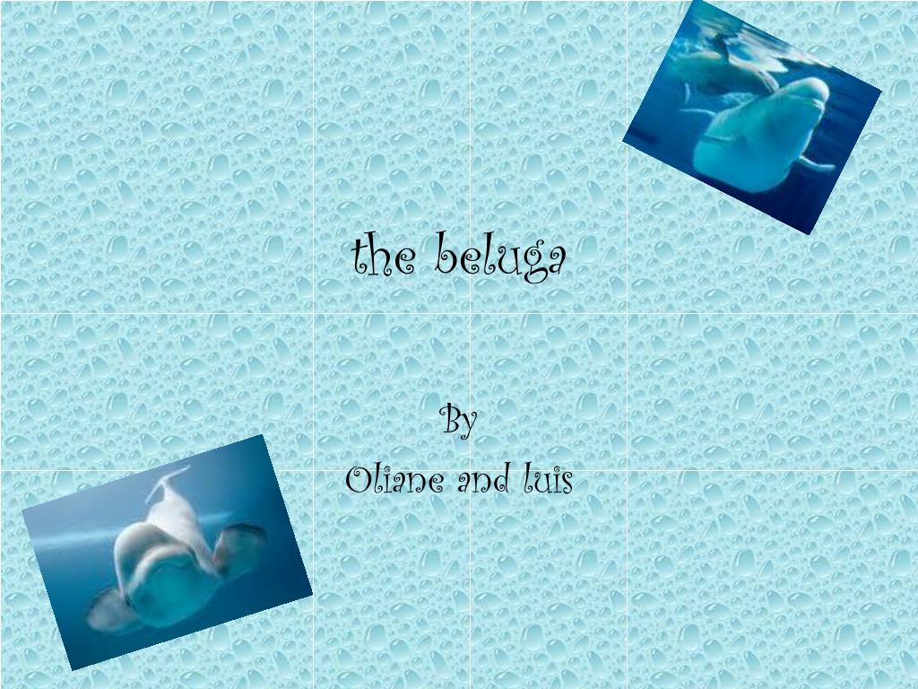 PPT - the beluga PowerPoint Presentation, free download - ID:3564410