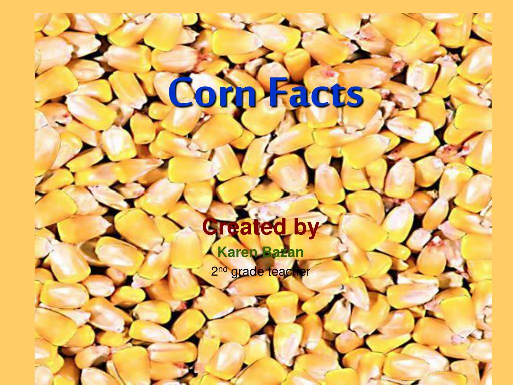PPT - Corn Facts PowerPoint Presentation, free download - ID:3565783