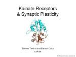 PPT - Synaptic Plasticity II PowerPoint Presentation, free download - ID:2127574