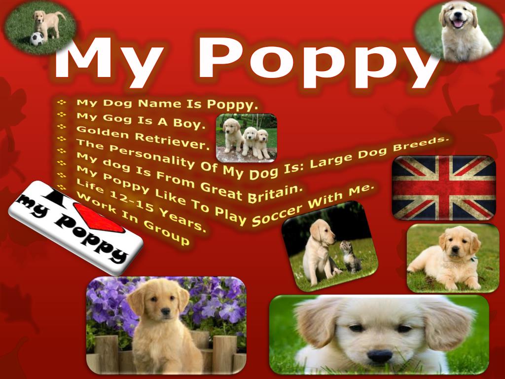 PPT - My Poppy PowerPoint Presentation, free download - ID:3569111