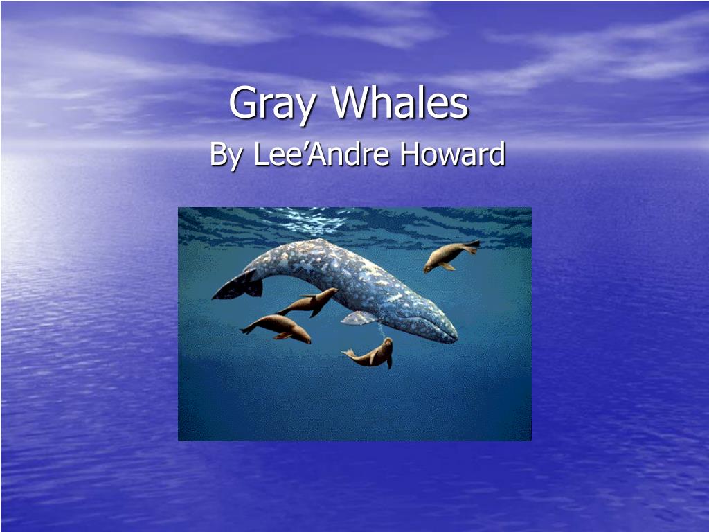 PPT - Gray Whales PowerPoint Presentation, free download - ID:3581782