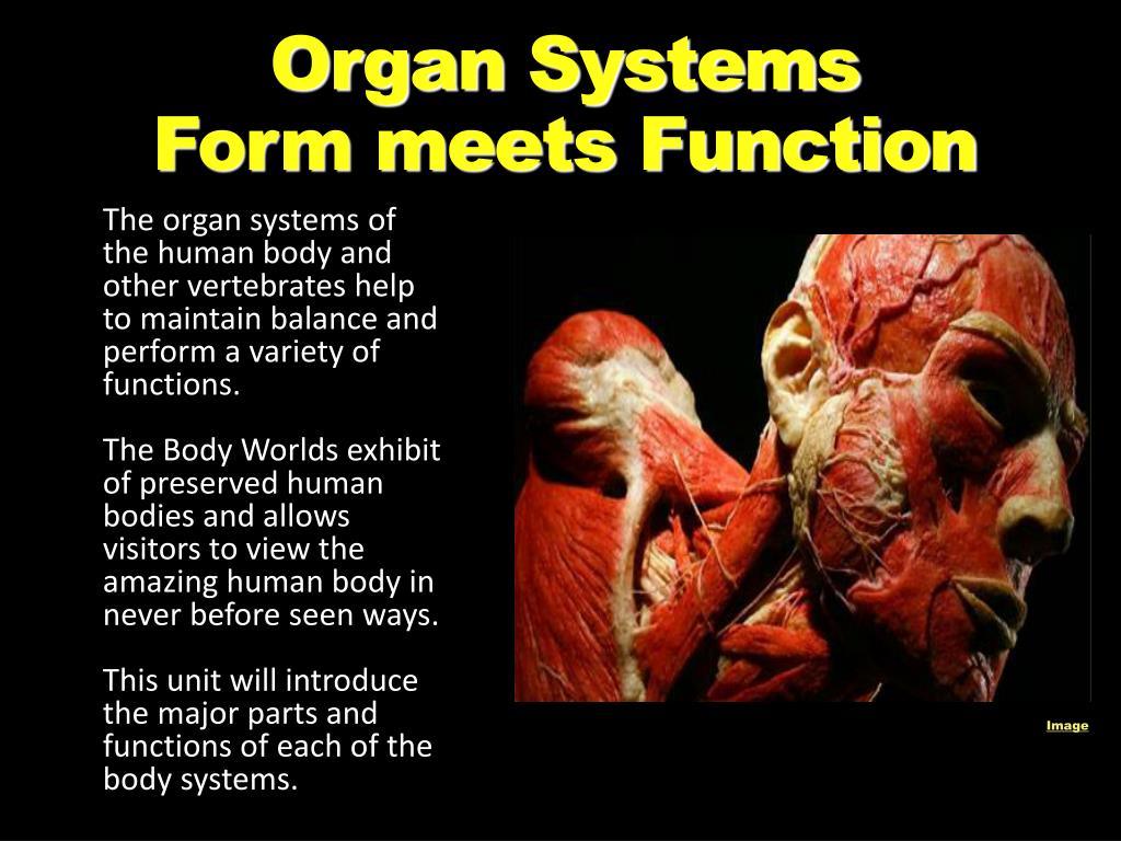 PPT - Organ Systems Form meets Function PowerPoint Presentation, free ...