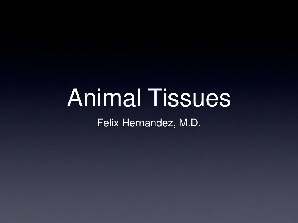 PPT - Animal Tissues PowerPoint Presentation, free download - ID:3599840