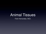 PPT - Animal Tissues PowerPoint Presentation, free download - ID:4240608