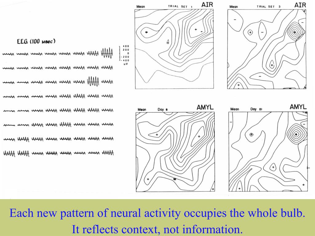 PPT - Spatial patterns of EEG PowerPoint Presentation, free download ...
